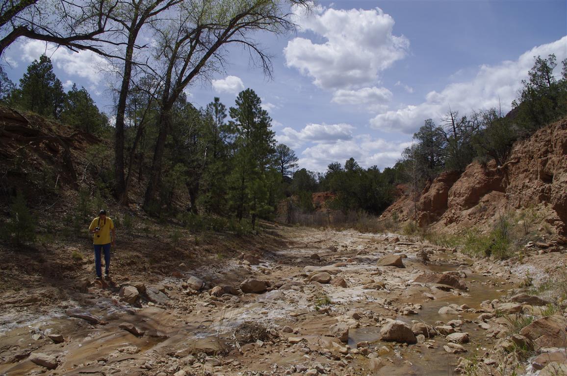 Fennboree landscape